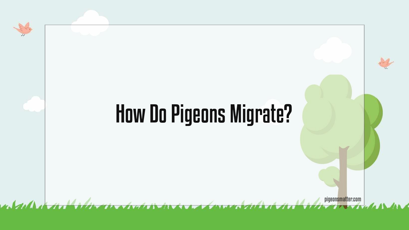 How Do Pigeons Migrate?