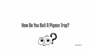 How To Trap Pigeons?