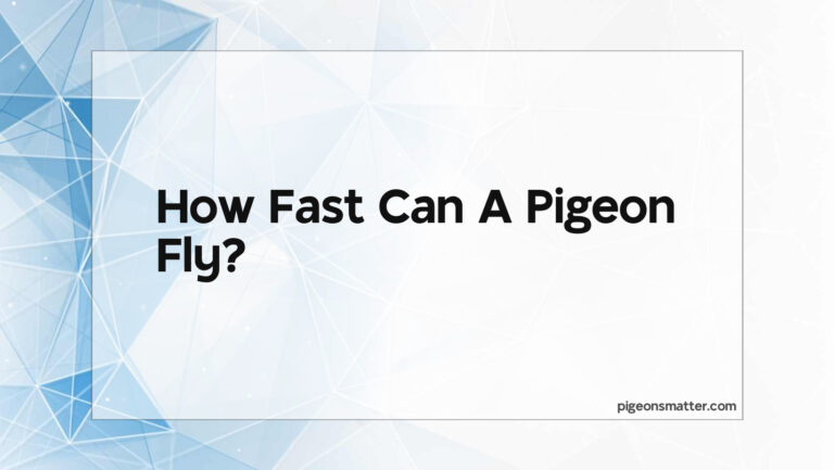 How To Keep Pigeons Away From Bird Feeders?