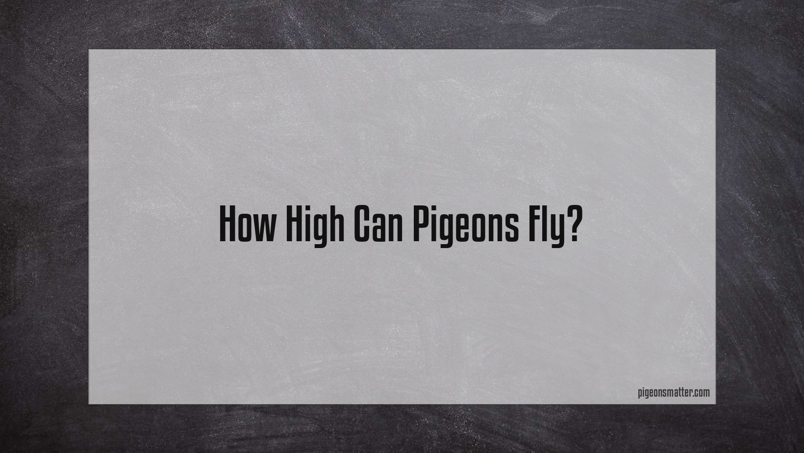 How High Can Pigeons Fly?