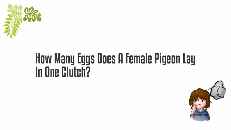 How Many Eggs Do Pigeons Lay?