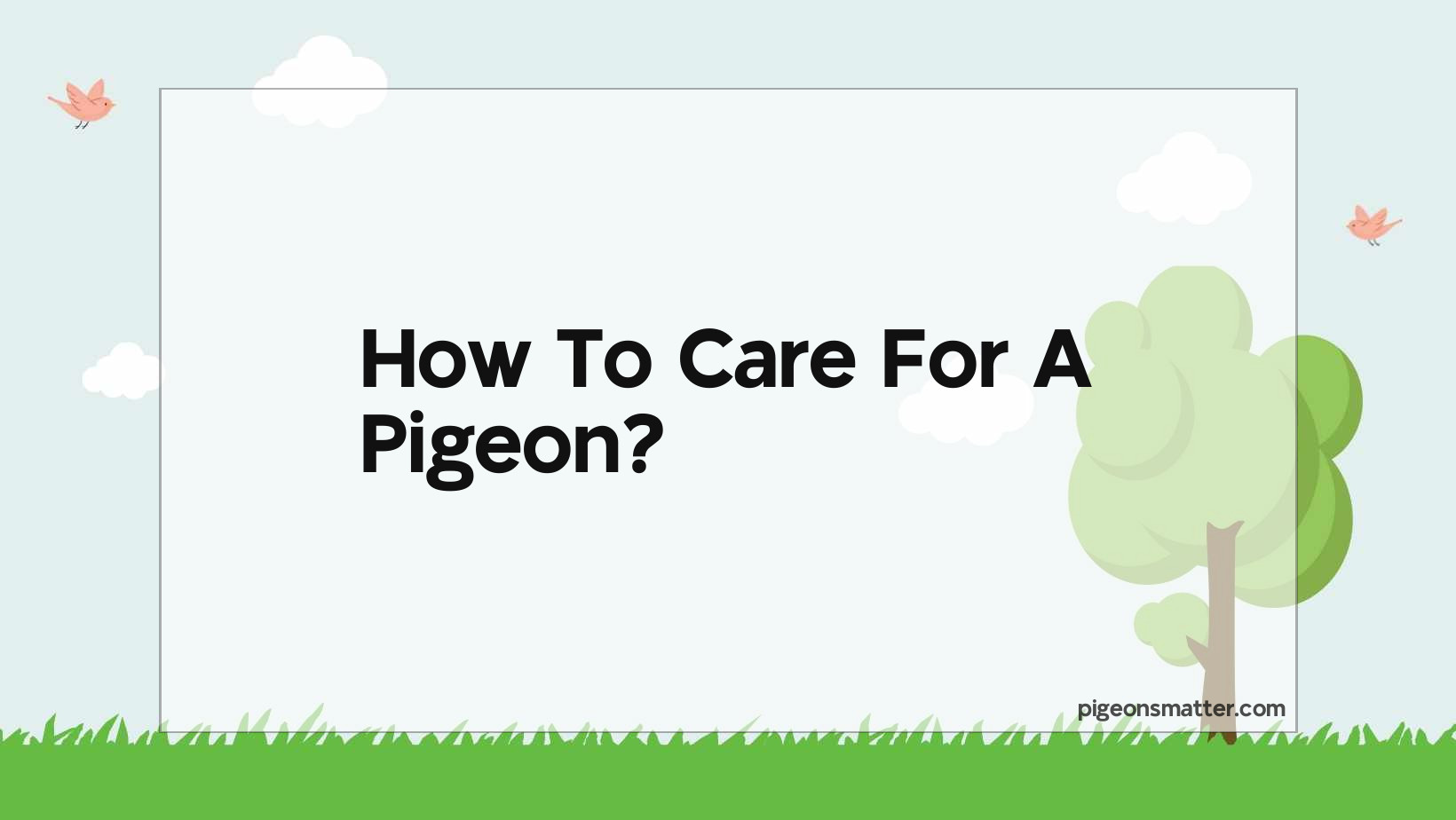 How Can You Potty Train A Pigeon?