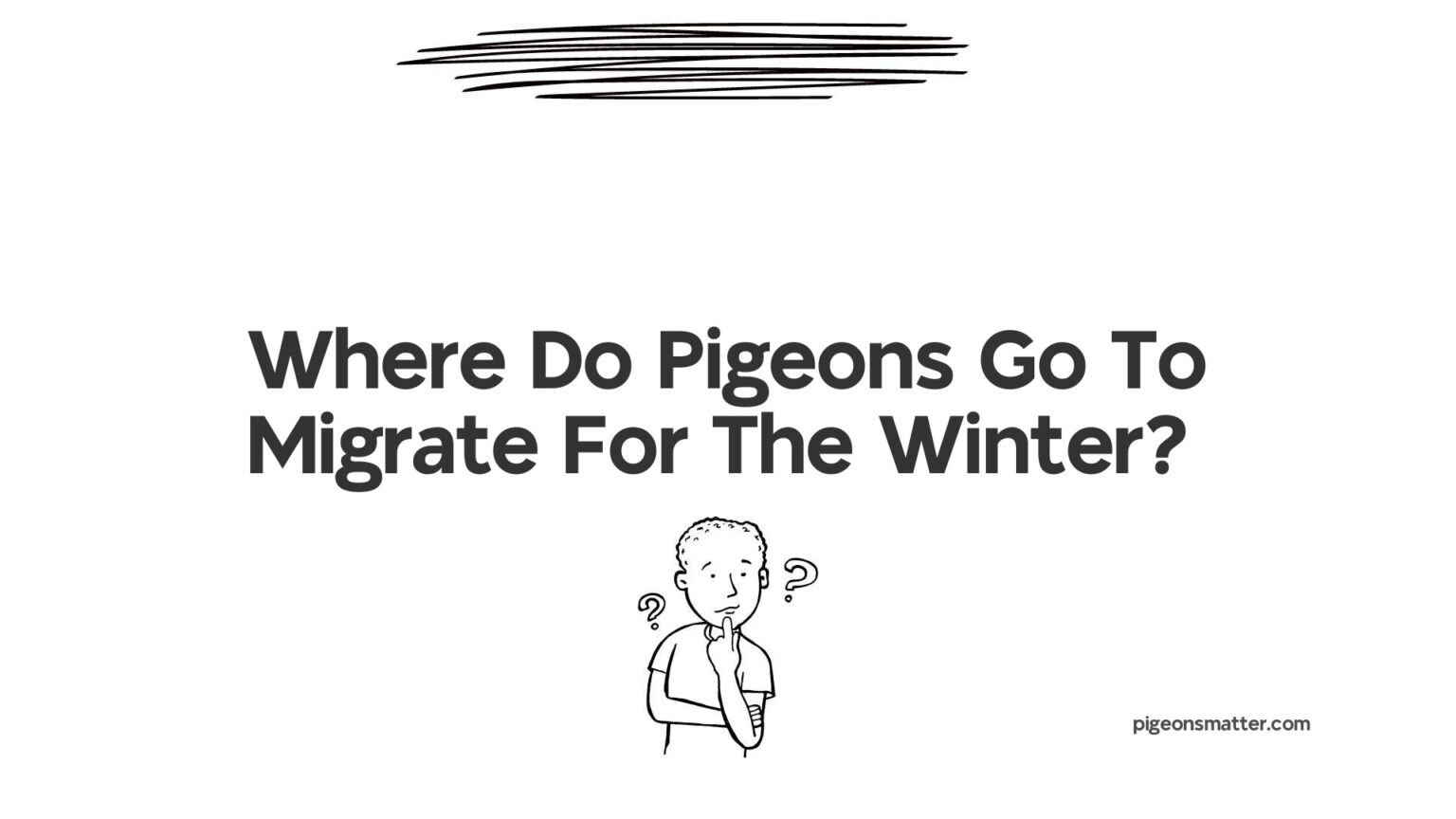 Where Do Pigeons Go In The Winter