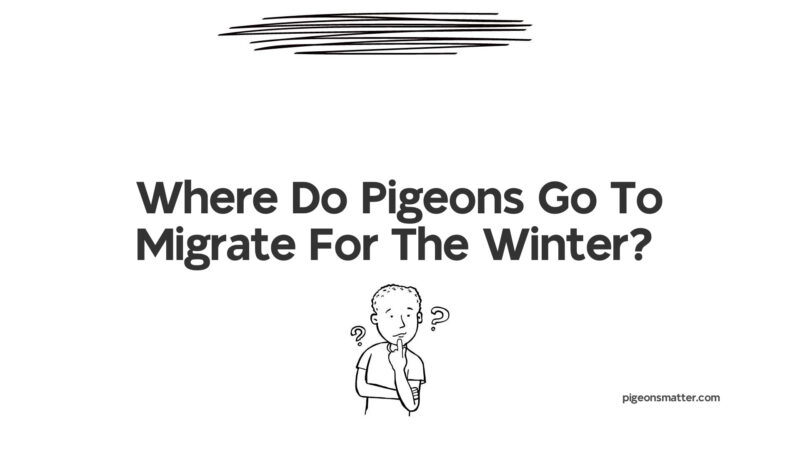 Where Do Pigeons Go In The Winter