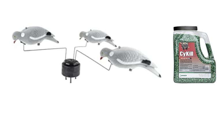 Lure 'Em Up! The Top Bait for Pigeon Fishing