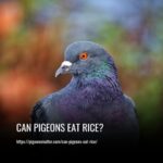 Can Pigeons Eat Rice? Everything You Need to Know
