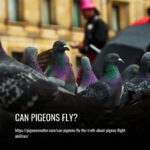 Can Pigeons Fly? The Truth About Pigeon Flight Abilities