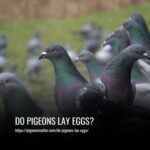 Do Pigeons Lay Eggs?