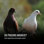 Do Pigeons Migrate? Everything You Need to Know