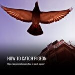 How to Catch a Pigeon: Master the Art with These Tips!