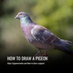 How To Draw A Pigeon?