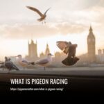 What Is Pigeon Racing: The Ultimate Guide to a Unique Sport