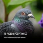 Is Pigeon Poop Toxic? Everything You Need to Know