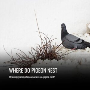 Where Do Pigeons Nest: A Guide to Pigeon Nesting Habits